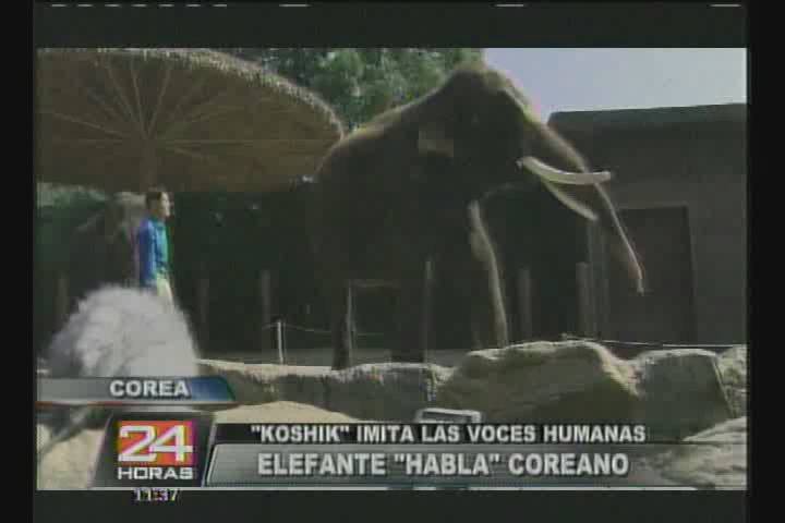 Elefante "Koshik" imita las voces...