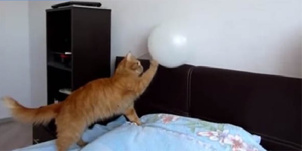 Gato escapa aterrorizado al explotarle un globo...