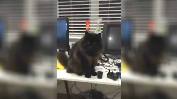 YouTube: conoce al gato ‘irrespetuoso’ que...