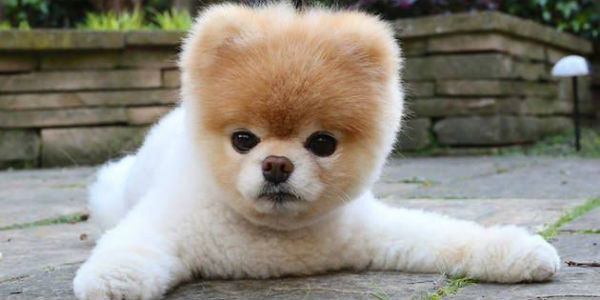 Conoce a Boo, el perro más tierno del mundo