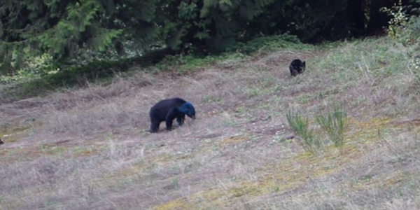 YouTube: conoce al oso azul que ha causado gran...