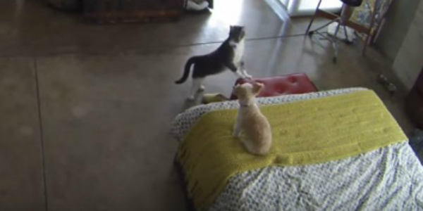YouTube: gato demuestra su 'autoridad' callando a...