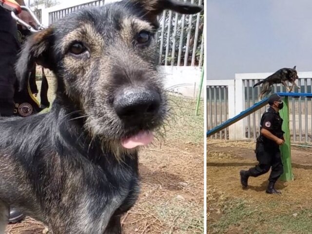 Bryan Coco: de ser un perro abandonado con...